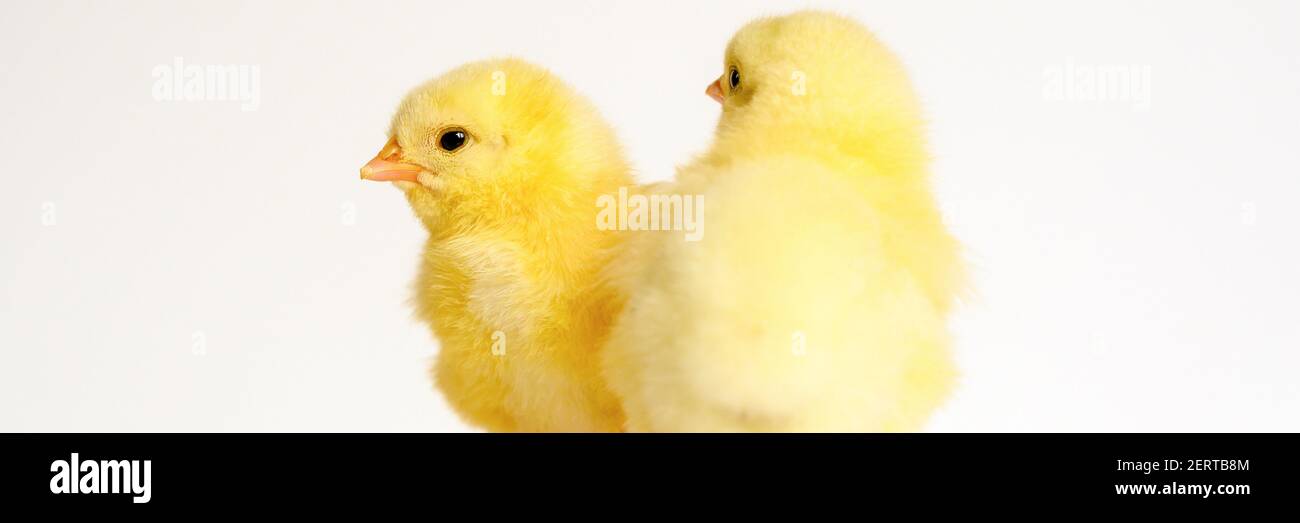 two cute little tiny newborn yellow baby chicks on white background ...