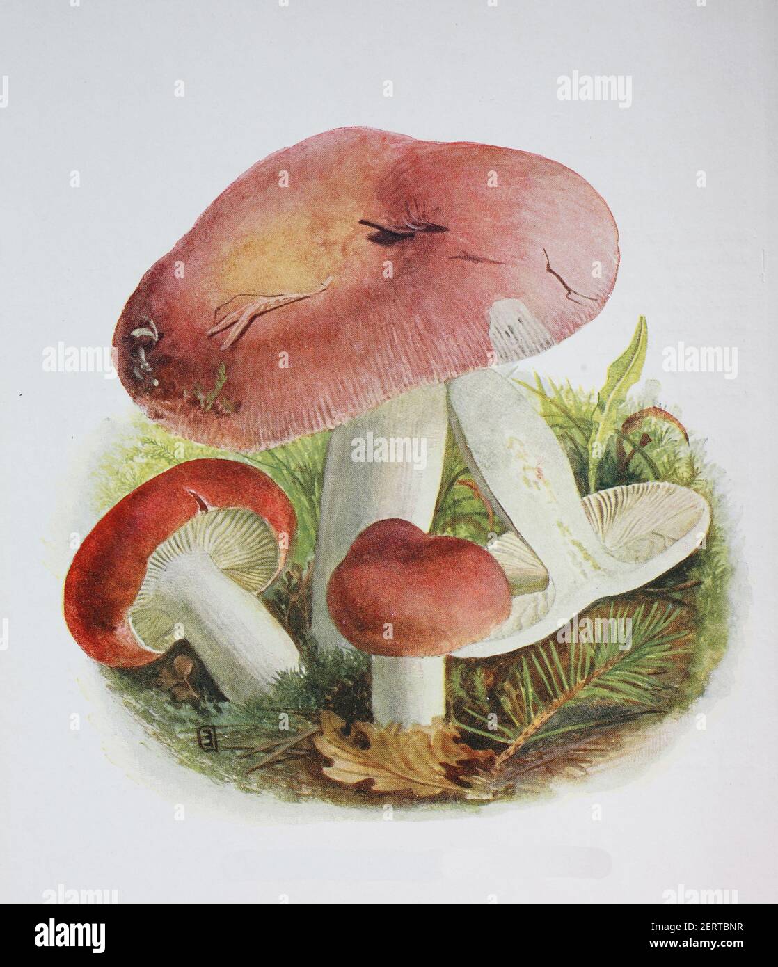 Russula vesca, known by the common names of bare-toothed Russula or the ...