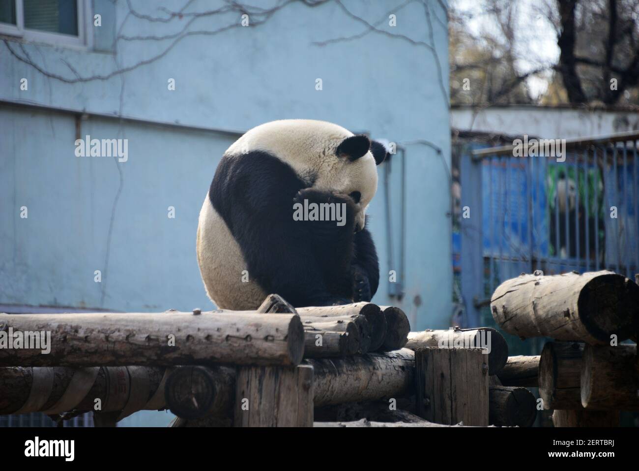 BEIJING, CHINA - MARCH 1, 2021 - A giant panda poses at a zoo in ...