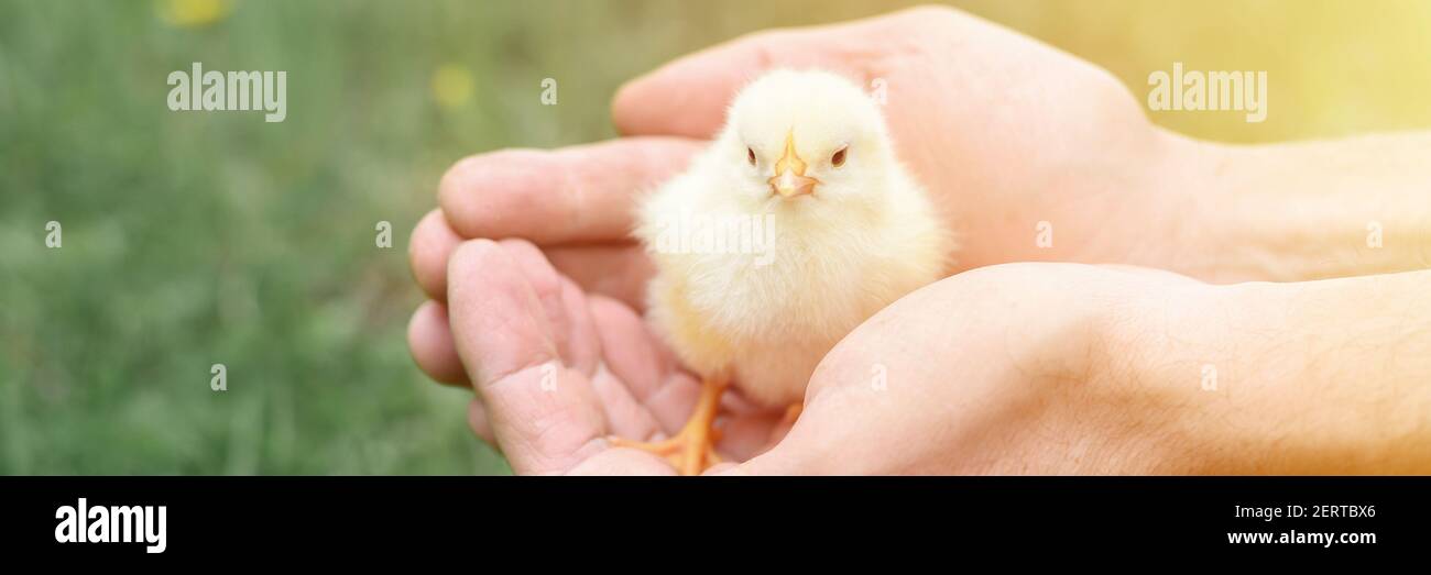 cute little tiny newborn yellow baby chick in male hands of farmer on ...