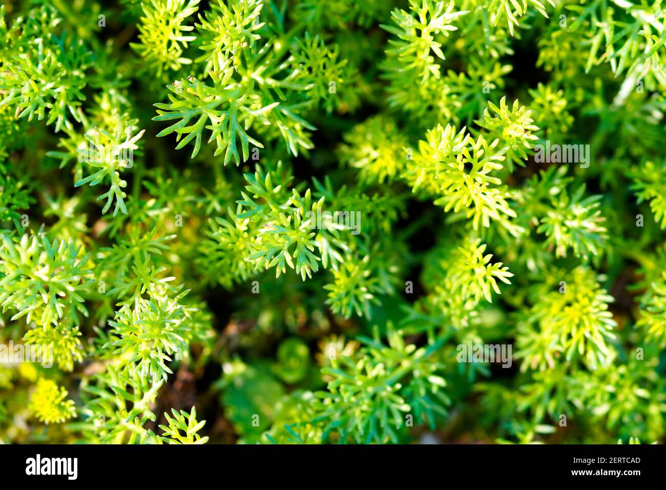Moss green background hi-res stock photography and images - Alamy
