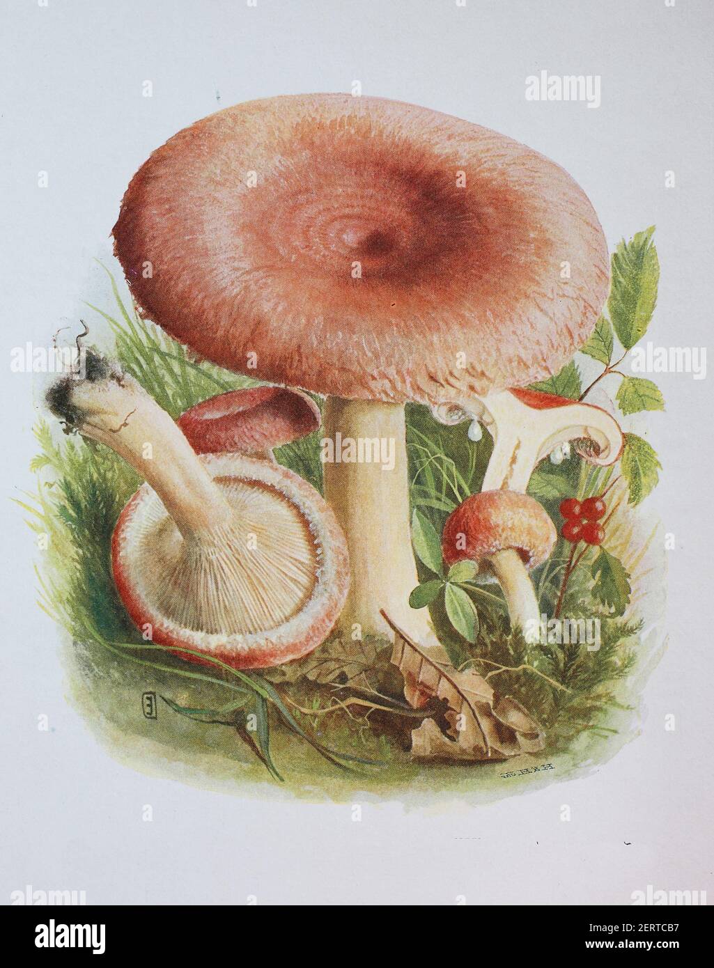 Lactarius torminosus, commonly known as the woolly milkcap or the ...