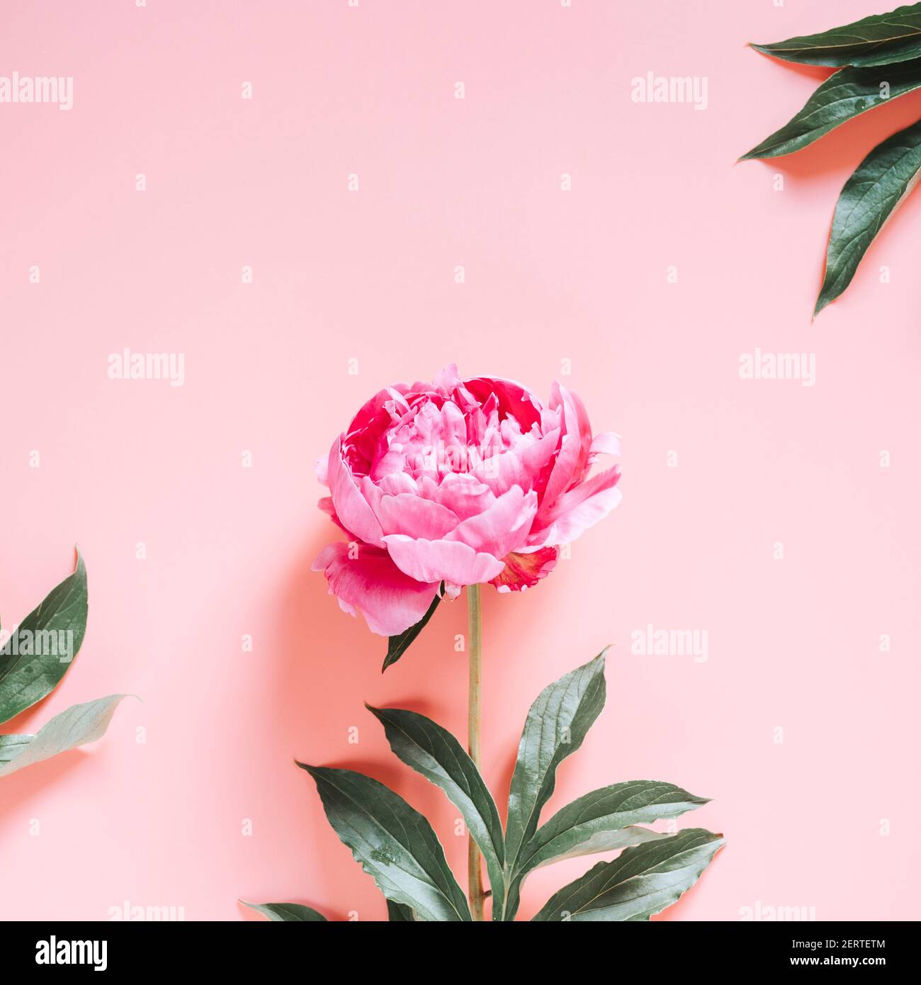 one peony flower in full bloom vibrant pink color isolated on pale pink ...
