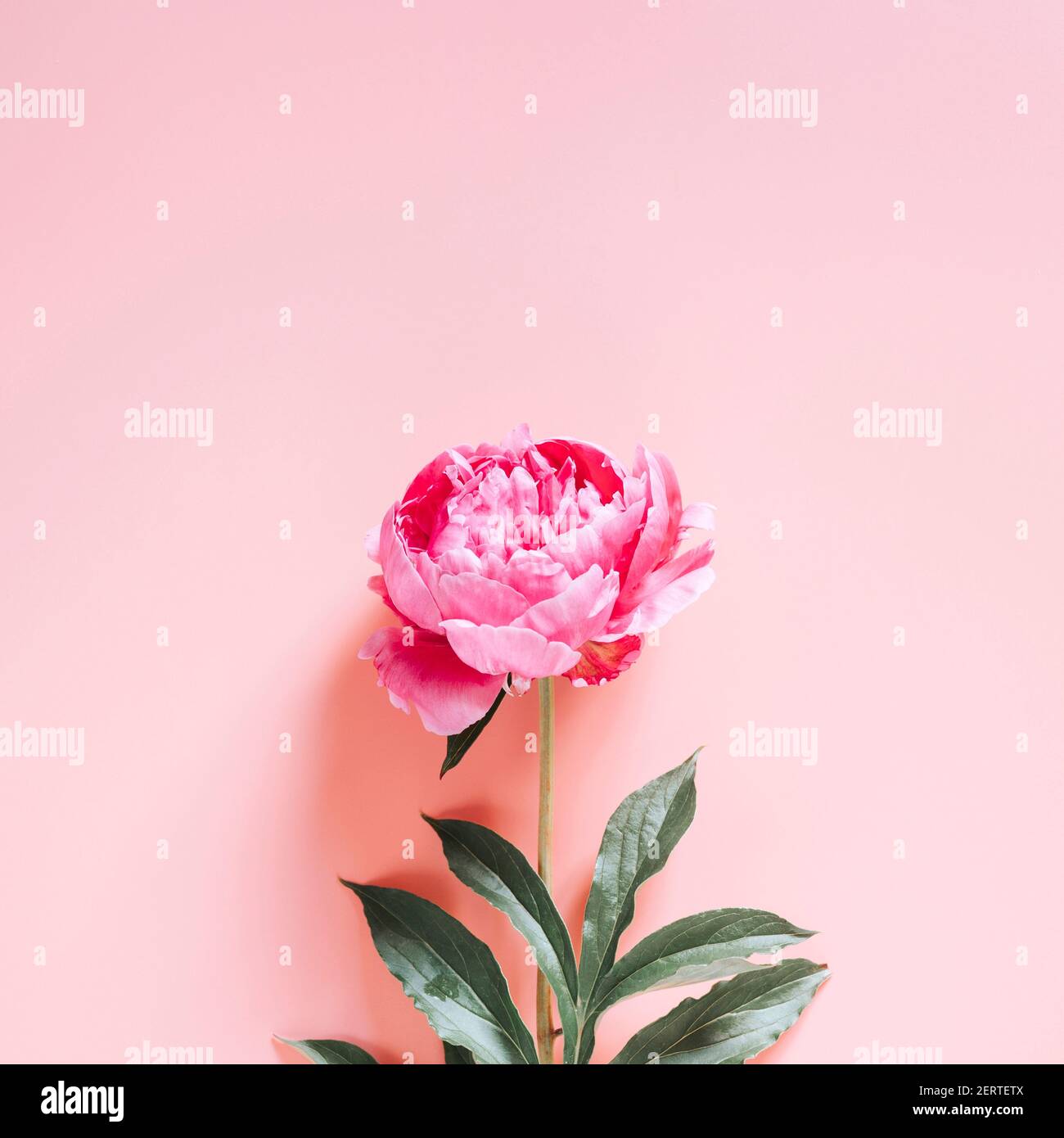 one peony flower in full bloom vibrant pink color isolated on pale pink ...