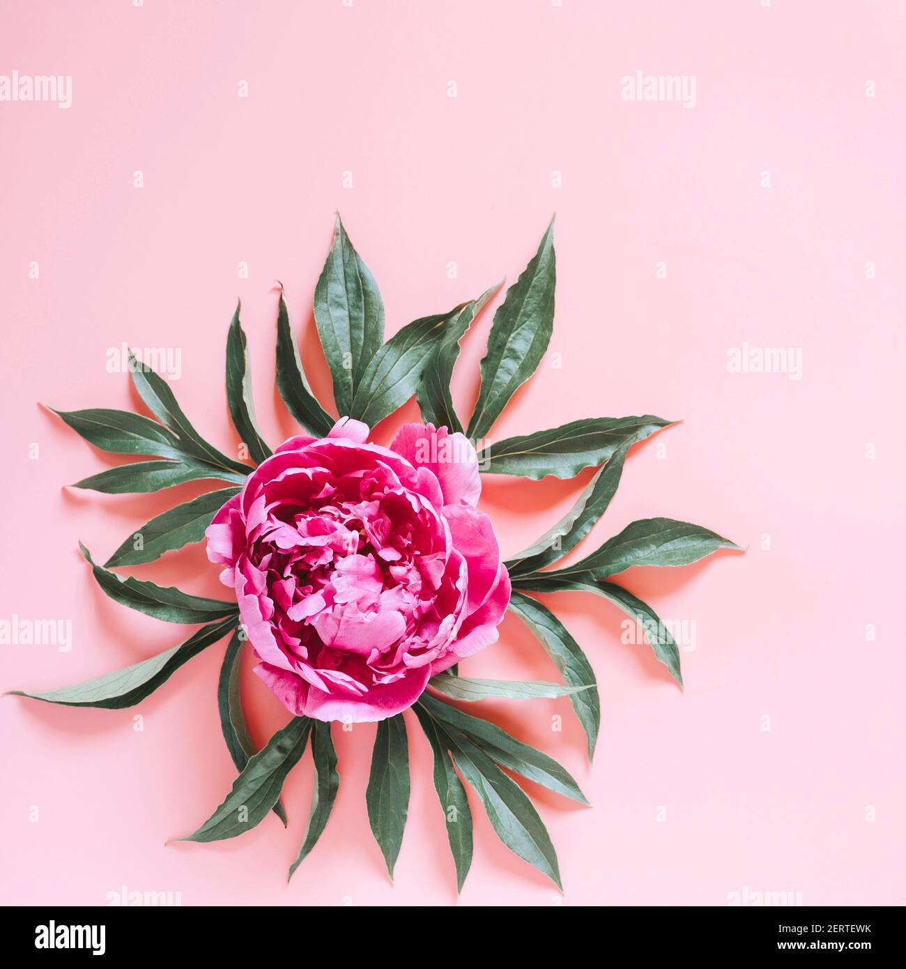 one peony flower in full bloom vibrant pink color and leaves isolated ...