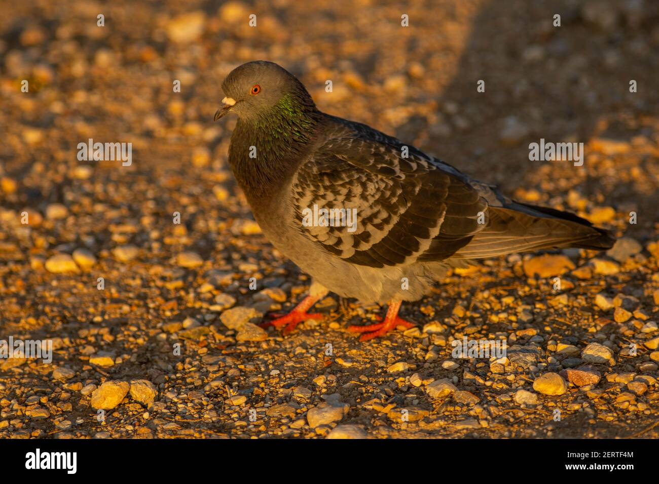 Black pidgeon hi-res stock photography and images - Alamy