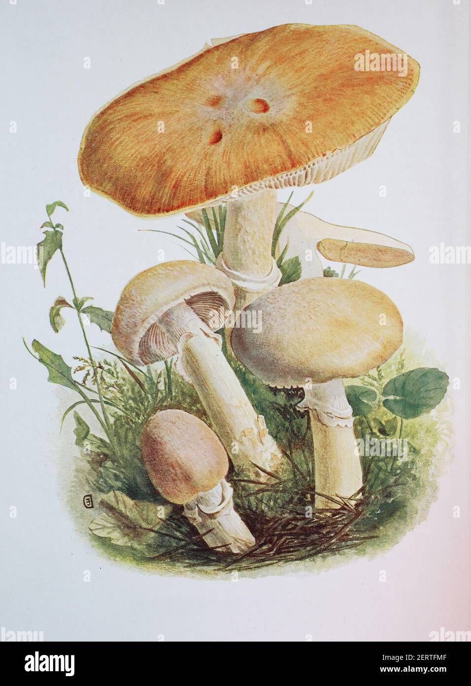 Rozites caperata hi-res stock photography and images - Alamy