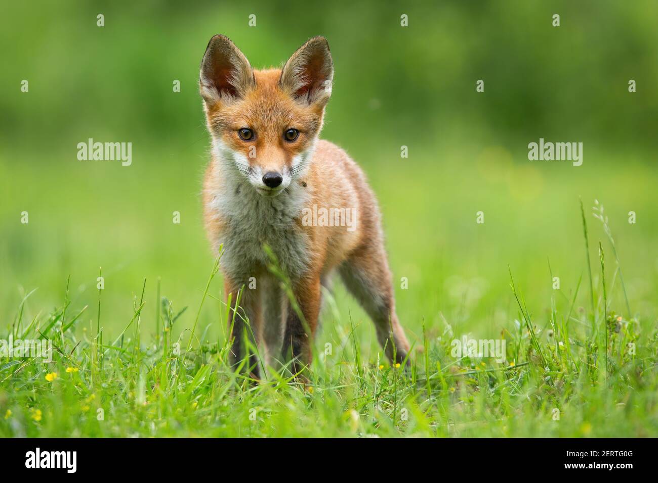 Little red fox watching on glade in summer sunlight Stock Photo - Alamy
