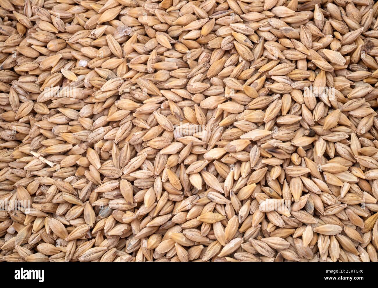 barley seeds in front of white background Stock Photo - Alamy