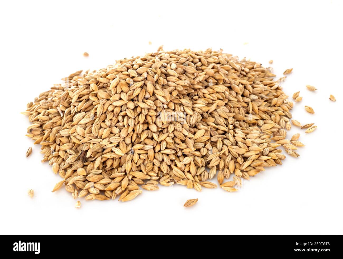 barley seeds in front of white background Stock Photo - Alamy