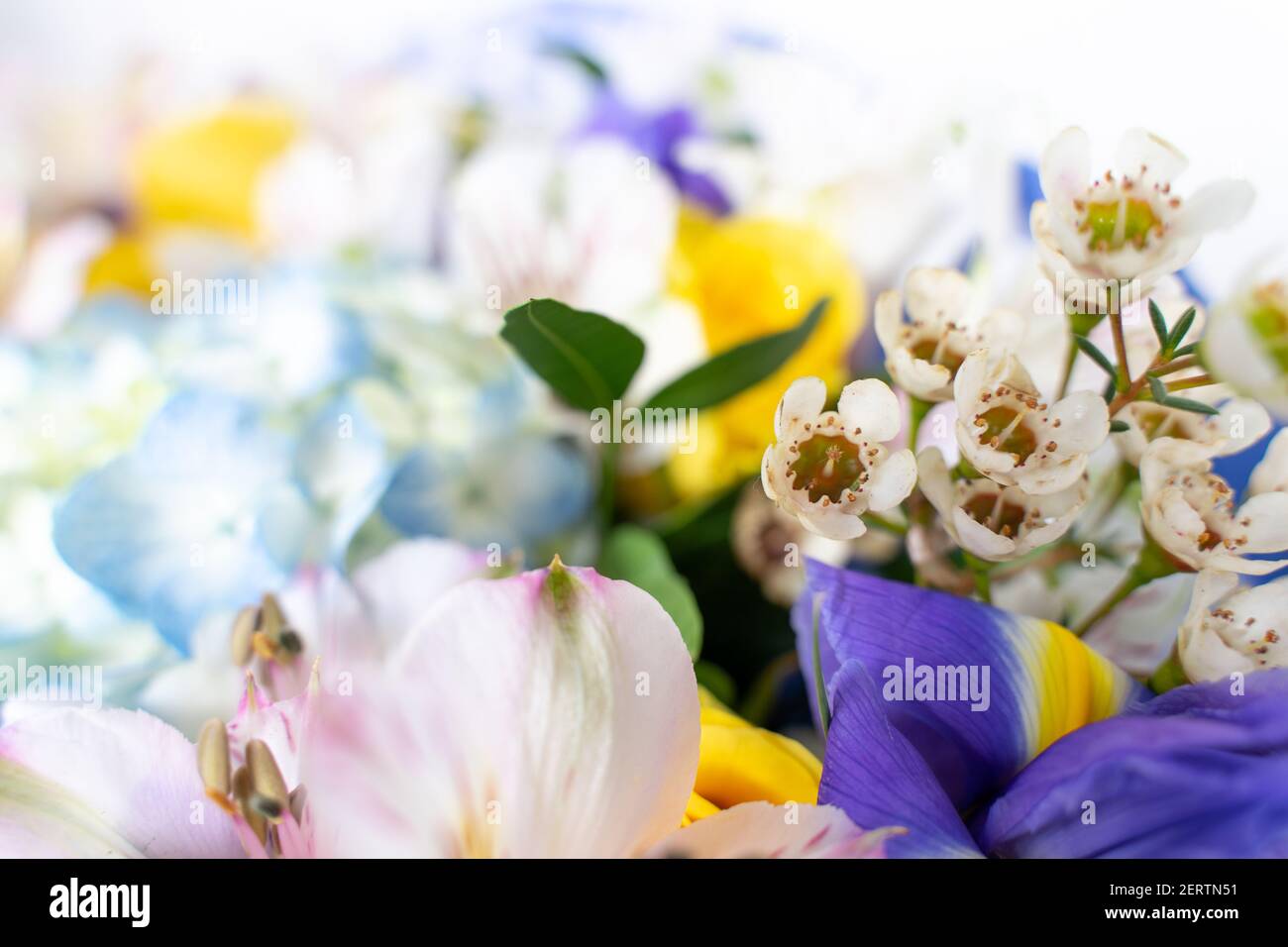 Mixed colorful flowers background. Vibrant colors of mixed flowers ...