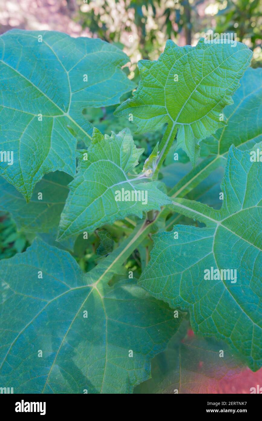 A close up of the leaves of the Yacón plant (Smallanthus sonchifolius ...
