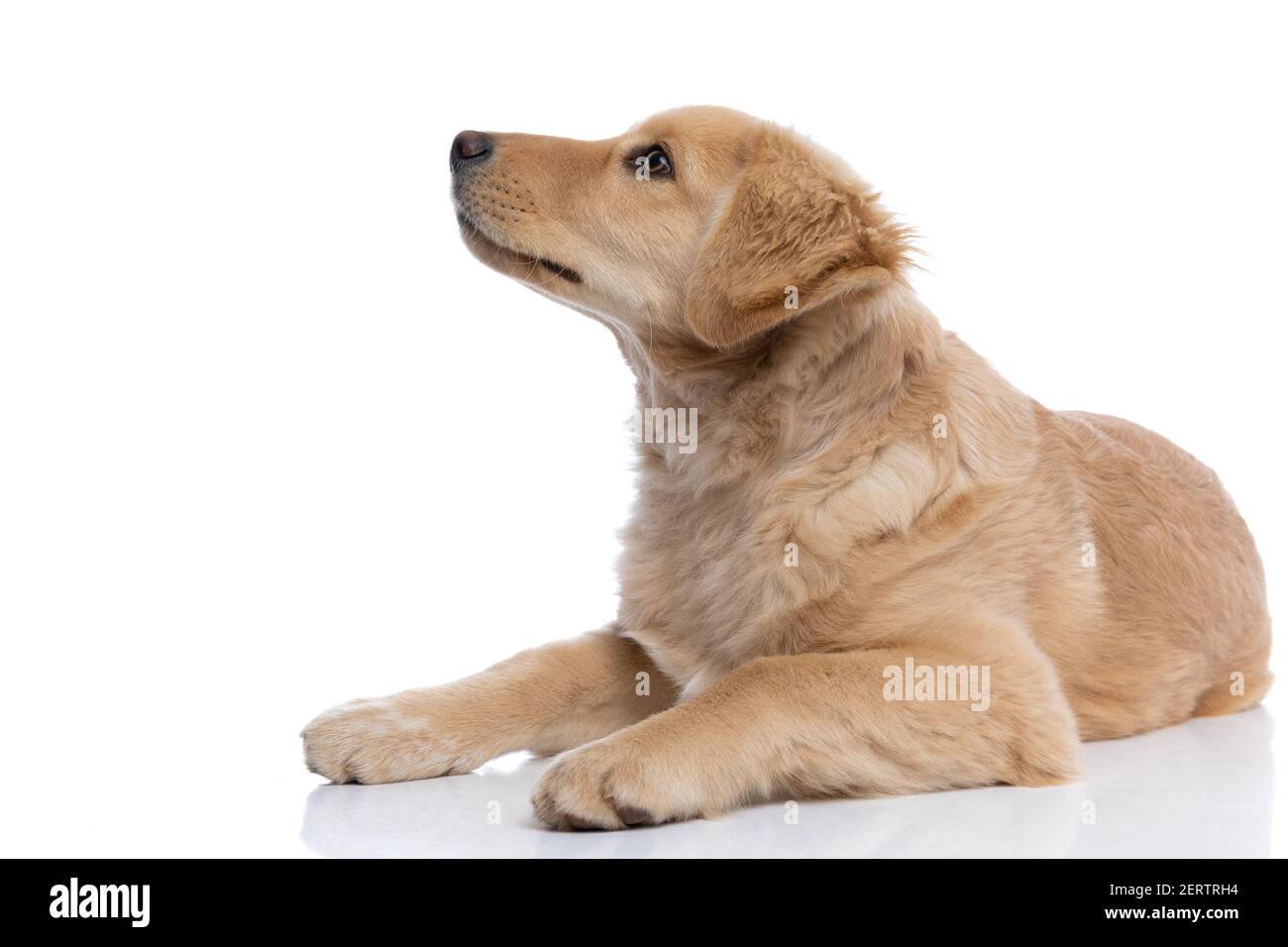 Dog Lying Down Side View