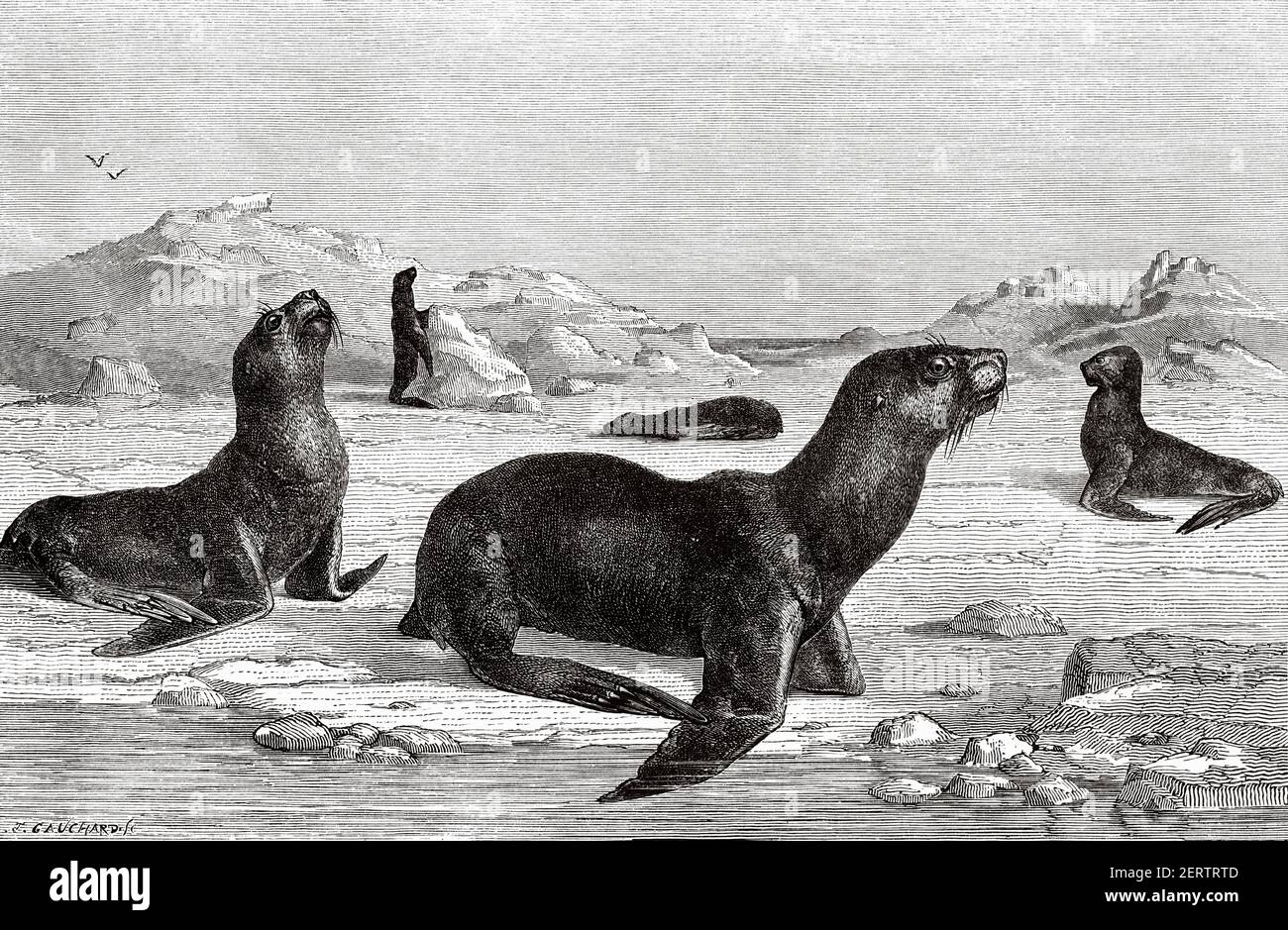 The common seal (Phoca vitulina) pinniped mammal of the Phocid family ...