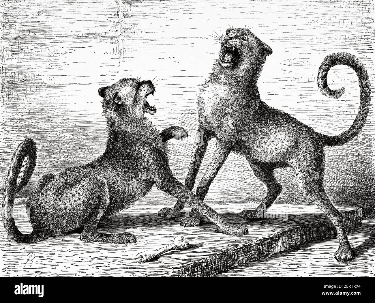 Ancient wild cat hi-res stock photography and images - Alamy