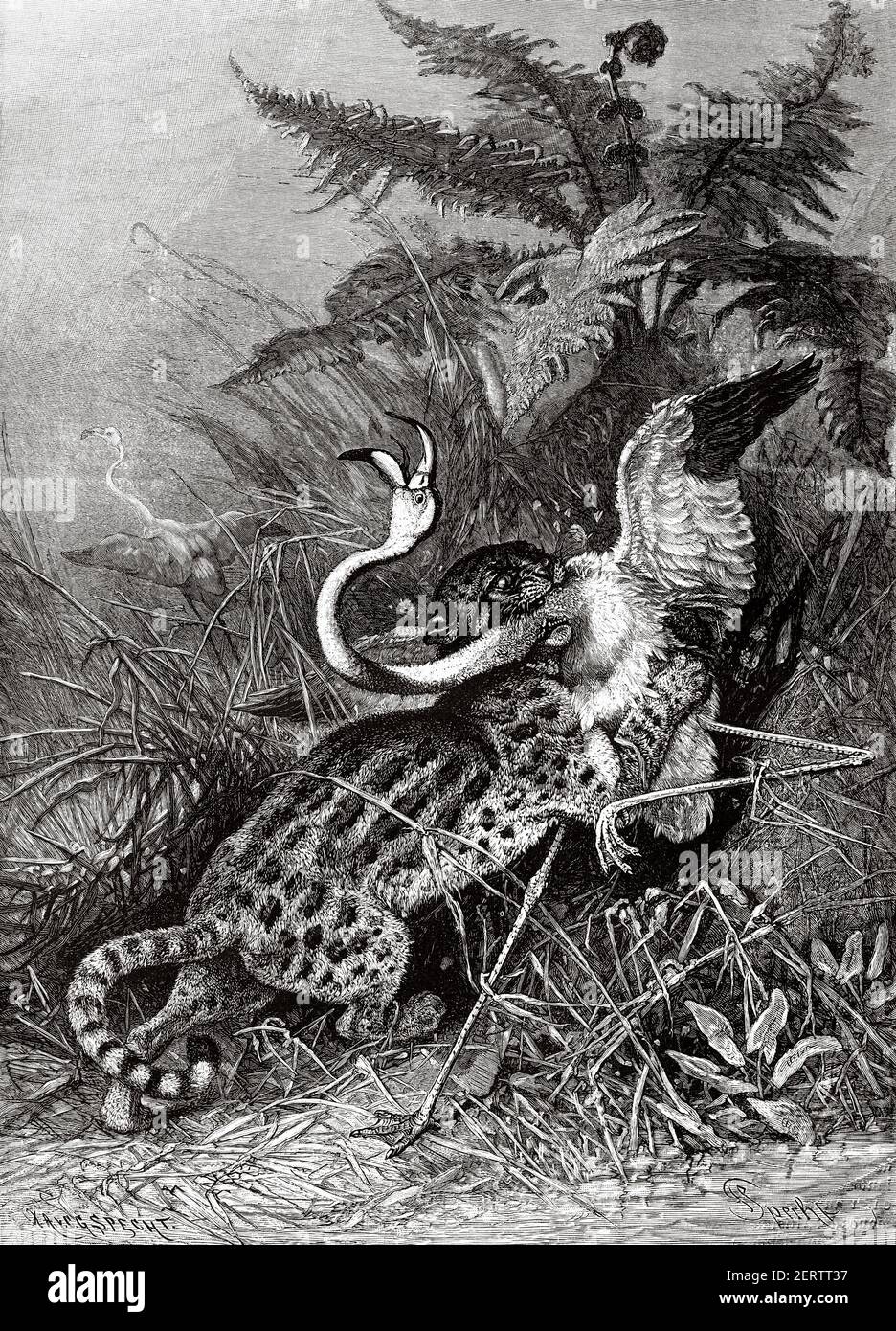 Ocelot. Dwarf leopard (Leopardus pardalis) hunting a flamingo. Old 19th ...