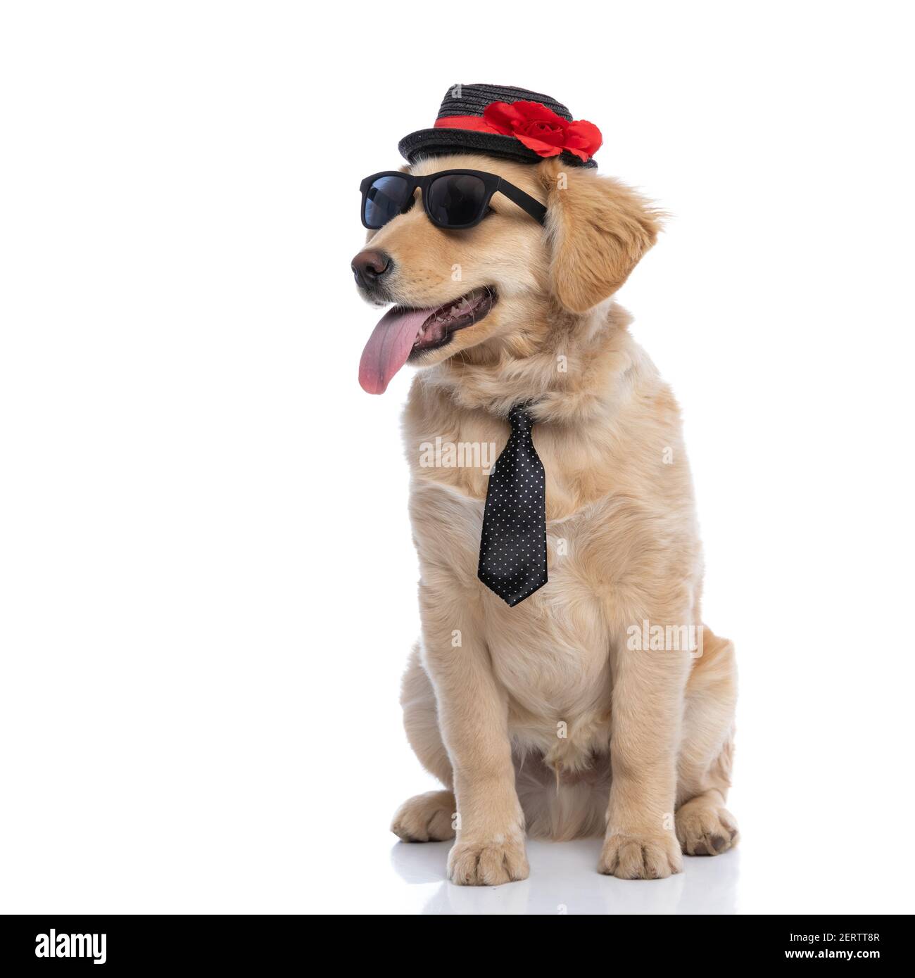 Black lab wearing hat hi-res stock photography and images - Alamy