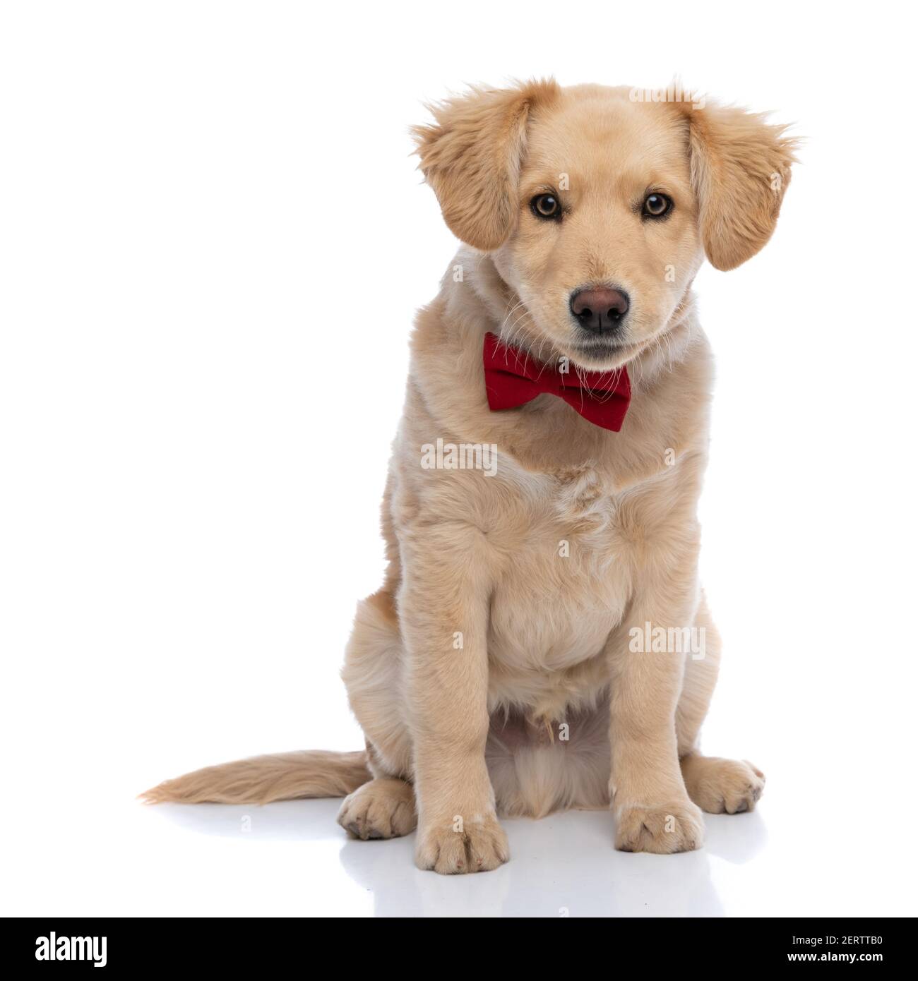 elegant small labrador retriever dog wearing red bowtie and sitting ...