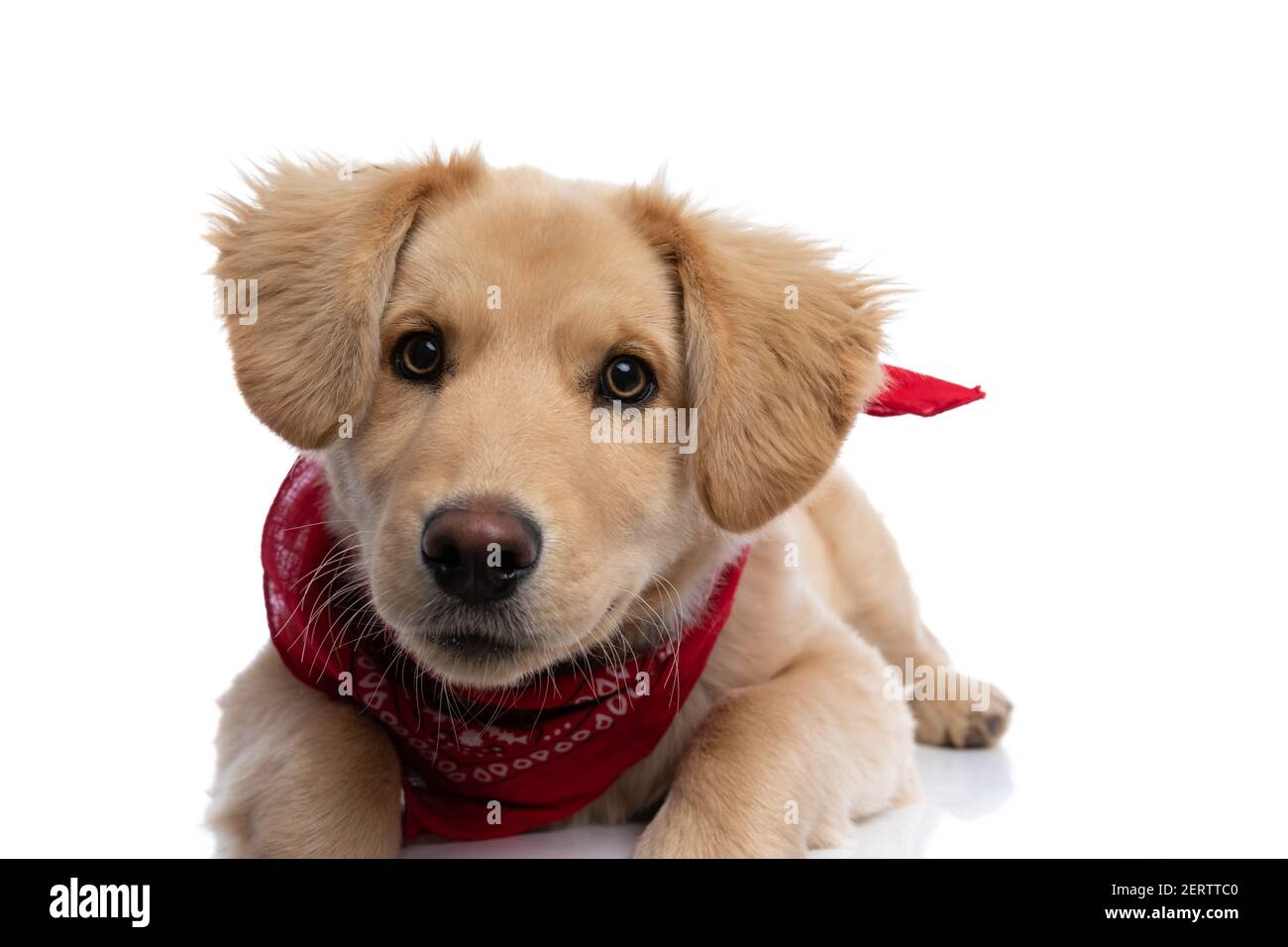 close up of cute little labrador retriever puppy wearing red bandana ...