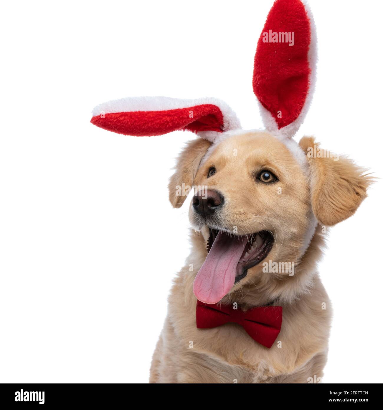 cute little labrador retriever with bunny ears and red bowtie, looking ...