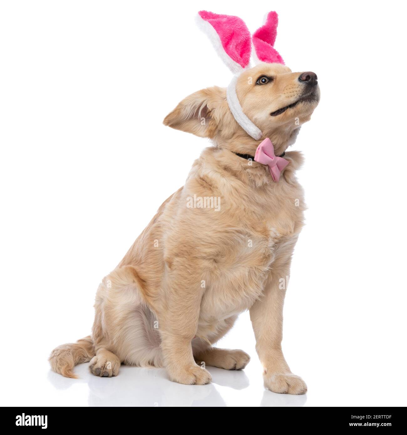 adorable golden retriever dog wearing bunny ears and pink bowtie ...