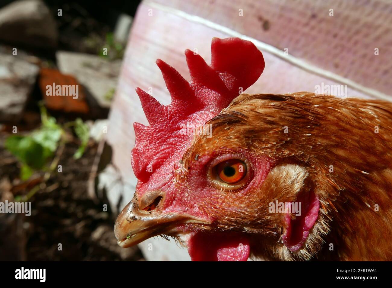 red chicken looking at camera close up Stock Photo - Alamy