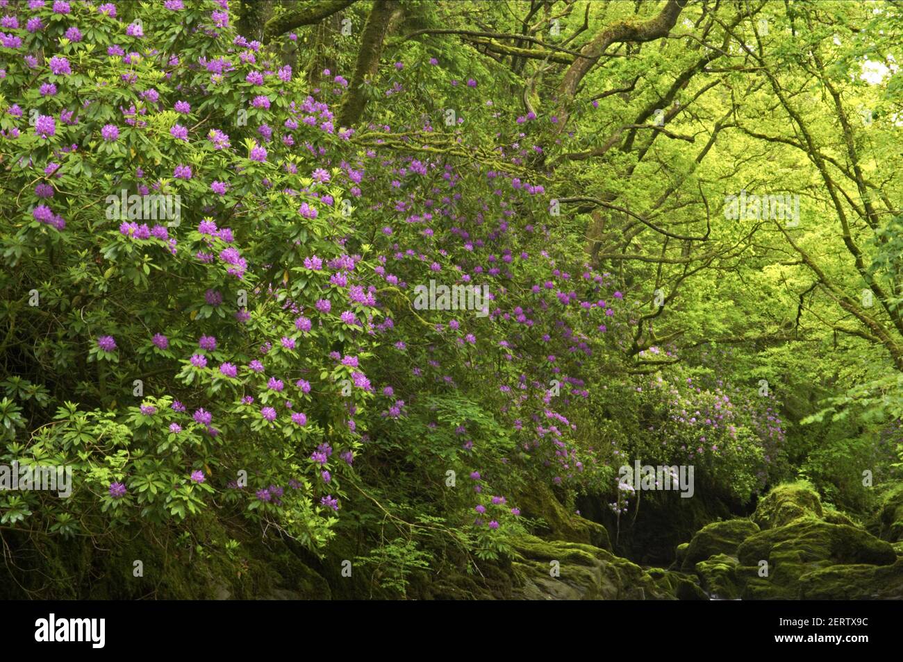 Welsh plant hi-res stock photography and images - Alamy
