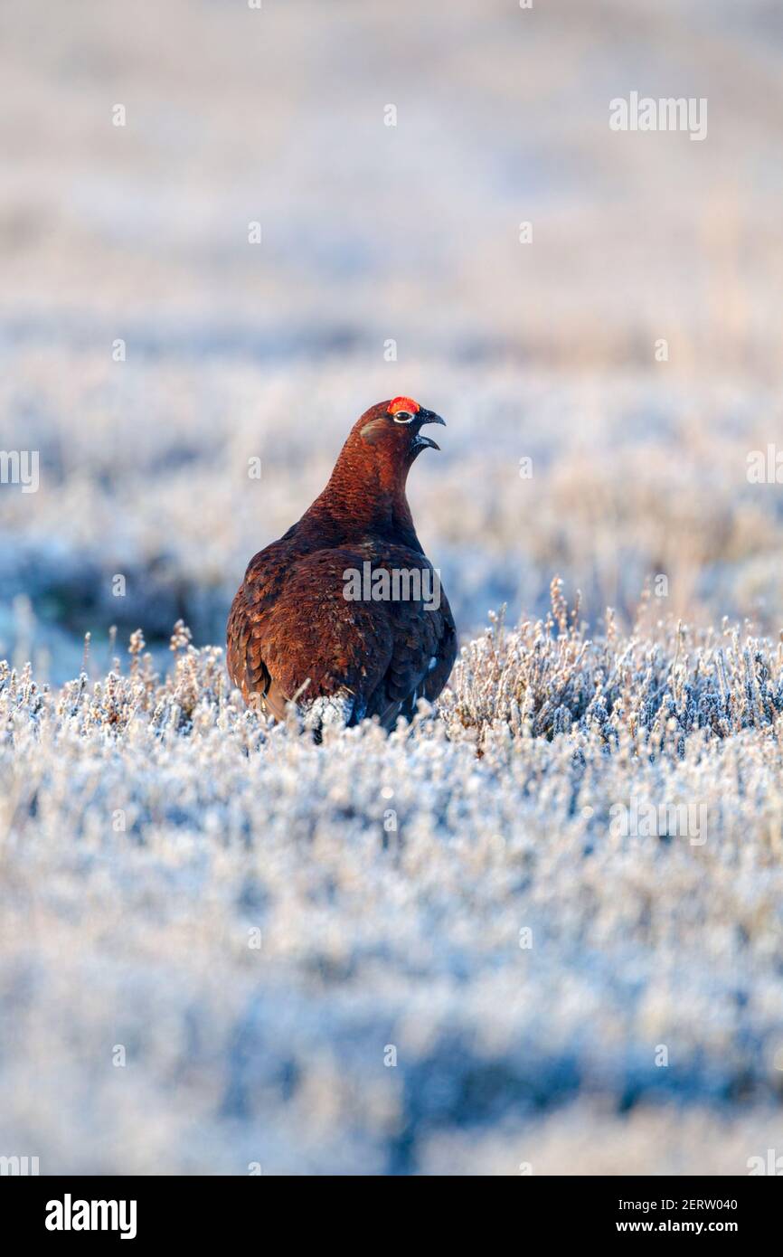 Open heather moorland bird hi-res stock photography and images - Alamy