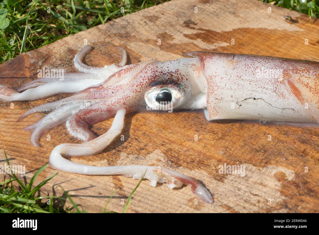 Raw squid after fishing in Brittany Stock Photo - Alamy