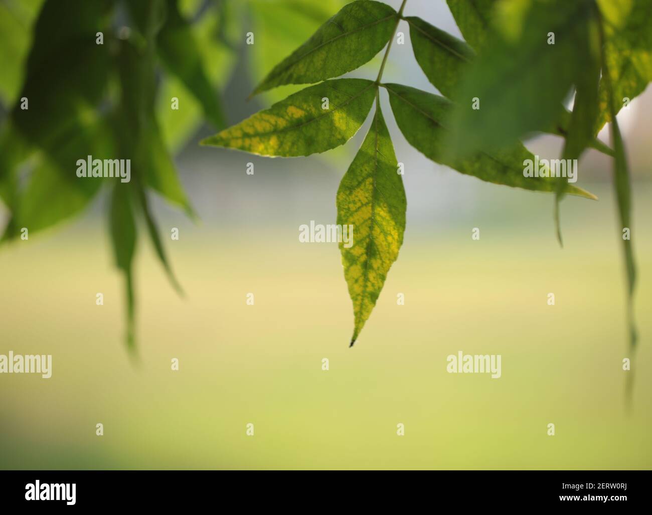 Juicy green leaves of a tree on a sunny summer day Stock Photo - Alamy