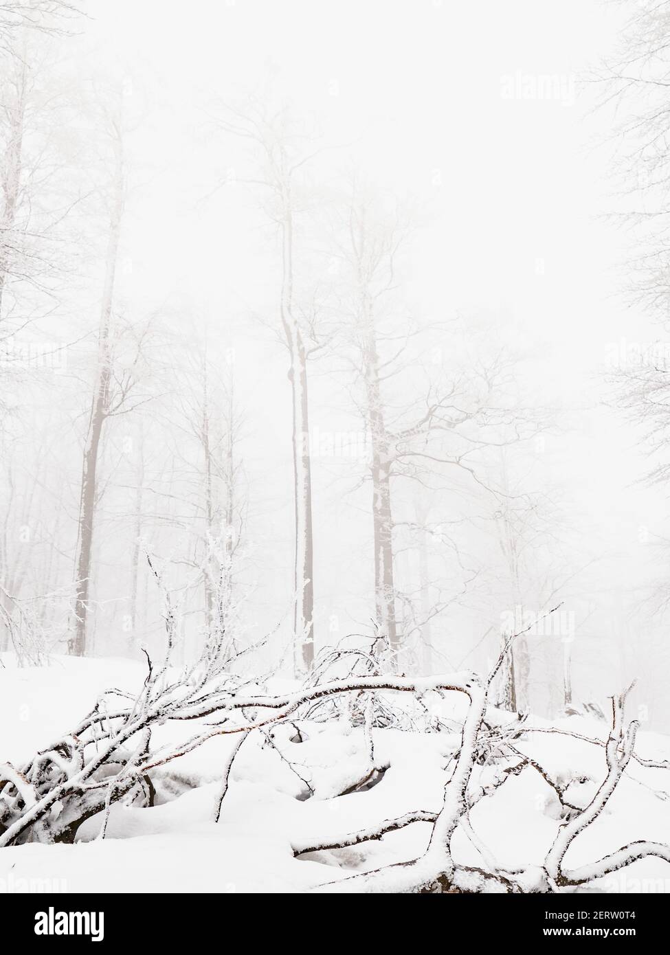 Snowy shape in the northern wood. Snow forest outlines in heavy fog and ...