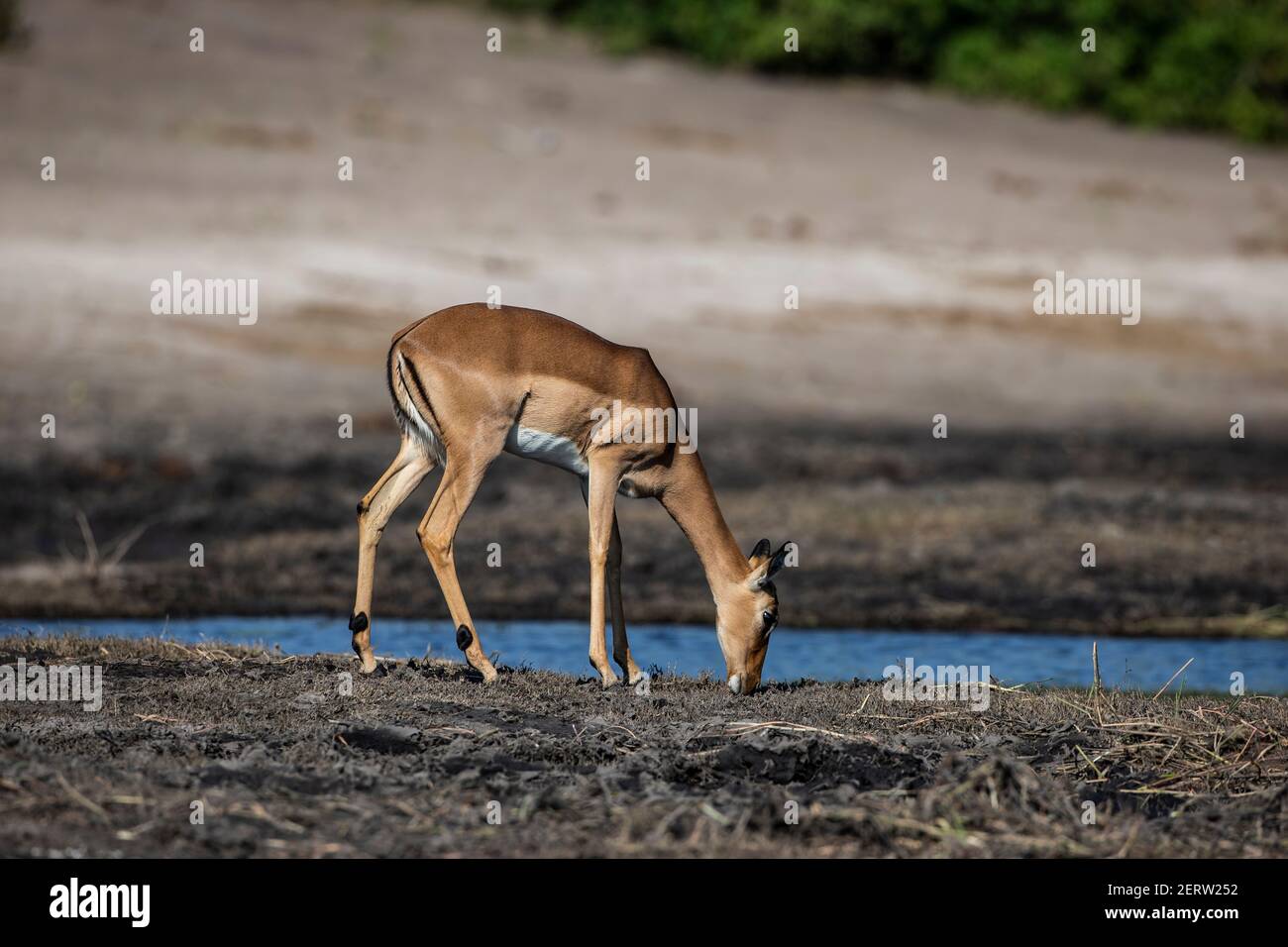 Prey species for several carnivores hi-res stock photography and images ...