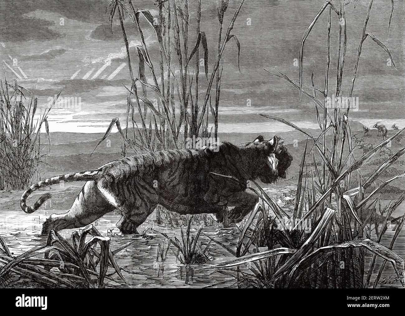 Tiger stalking its prey in the jungle, Africa. Old XIX century engraved ...