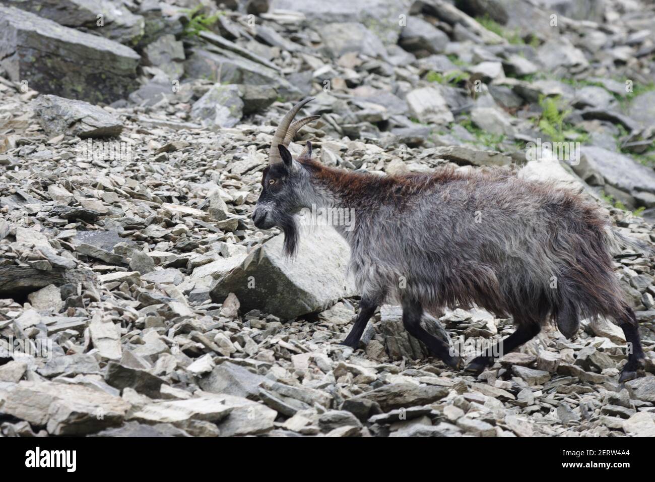 Wild Goats of LyntonValley of the Rocks, Lynton Exmoor National Park ...