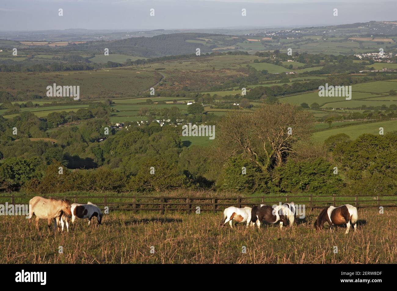 Dartmoor Ponies on moors withTavy Valley below Dartmoor National Park ...