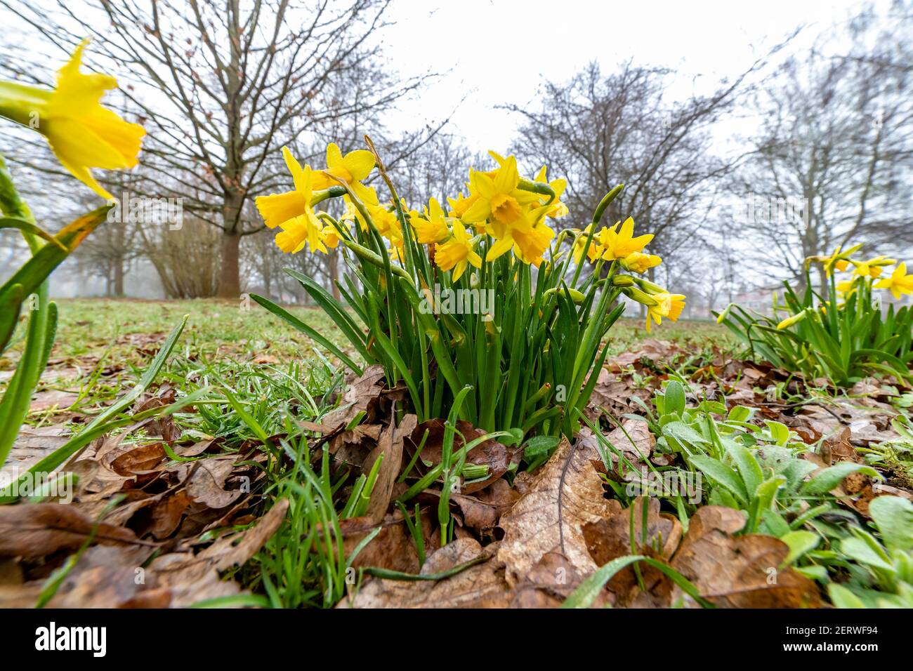Northampton, UK, 1st March, 2021, Wild Spring Spring Daffodils in full ...