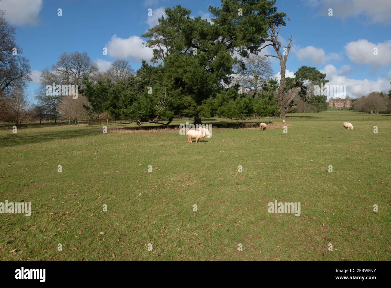 Exmoor Horn Sheep (Ovies aries) Grazing by an Evergreen Conifer Tree in ...