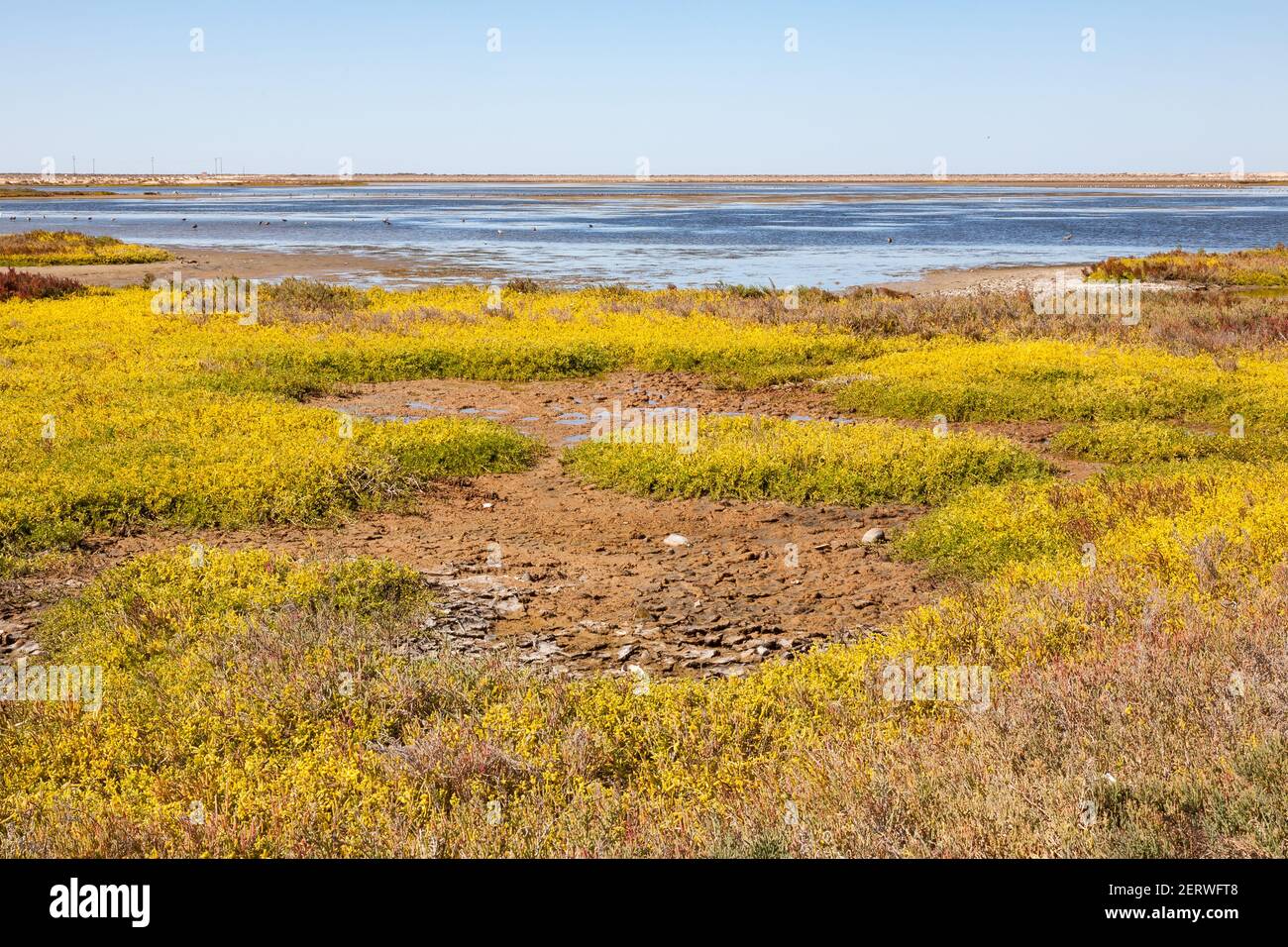 Colorful marsh landscape in Guerrero Negro, Baja California Sur, Mexico ...