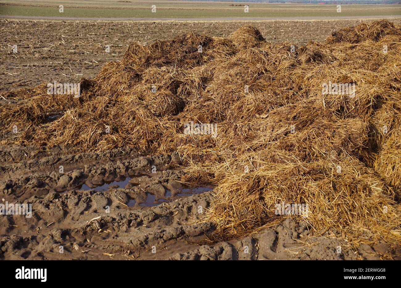 A stack of natural fertilizer which is manure before spreading it in ...