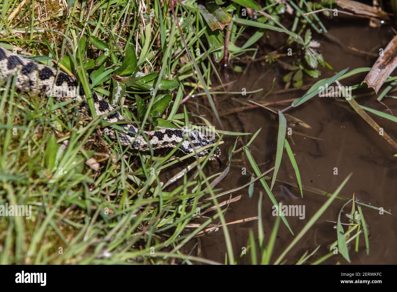 Water adder hi-res stock photography and images - Alamy