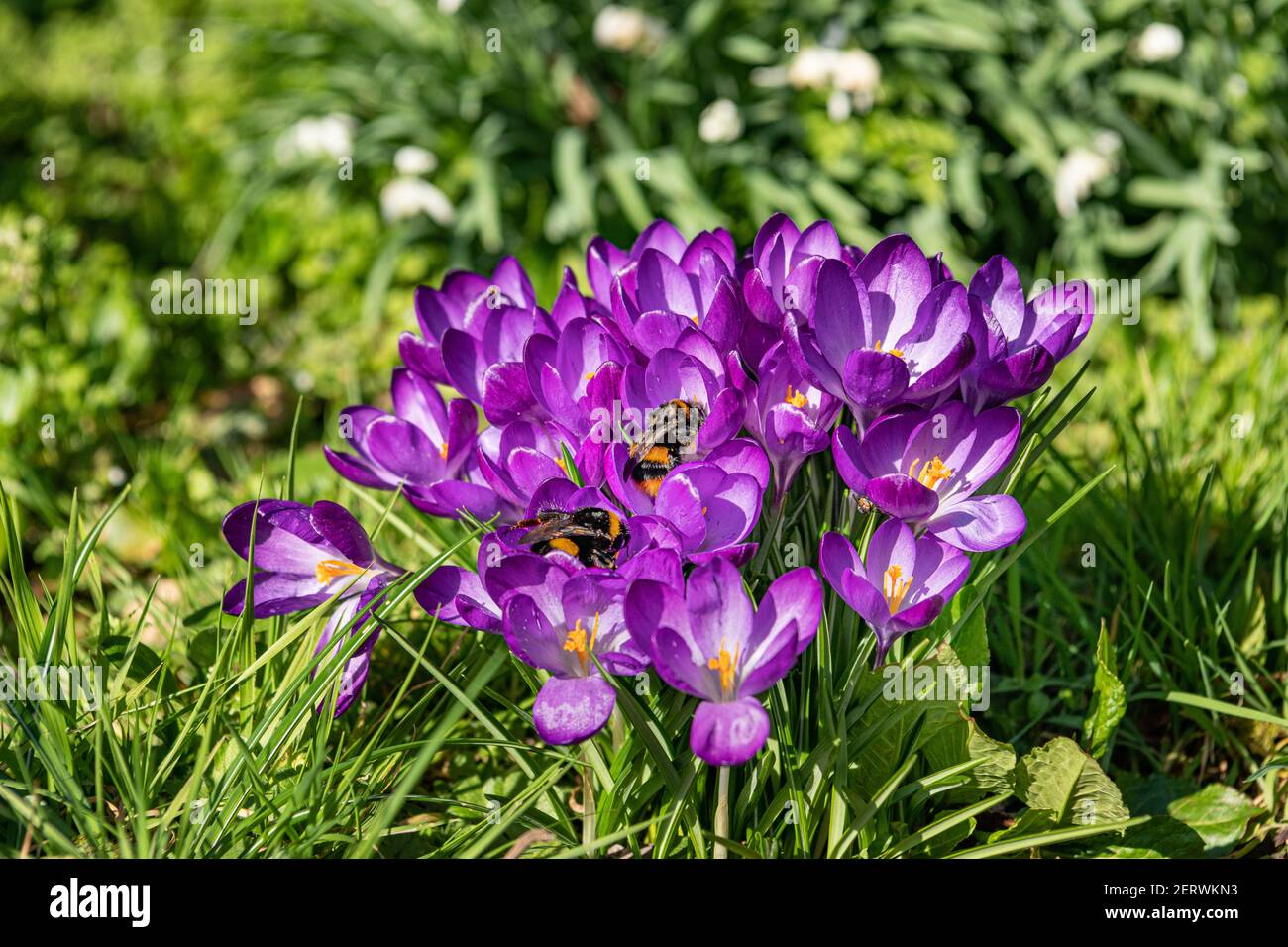 Bees crocus hi-res stock photography and images - Alamy
