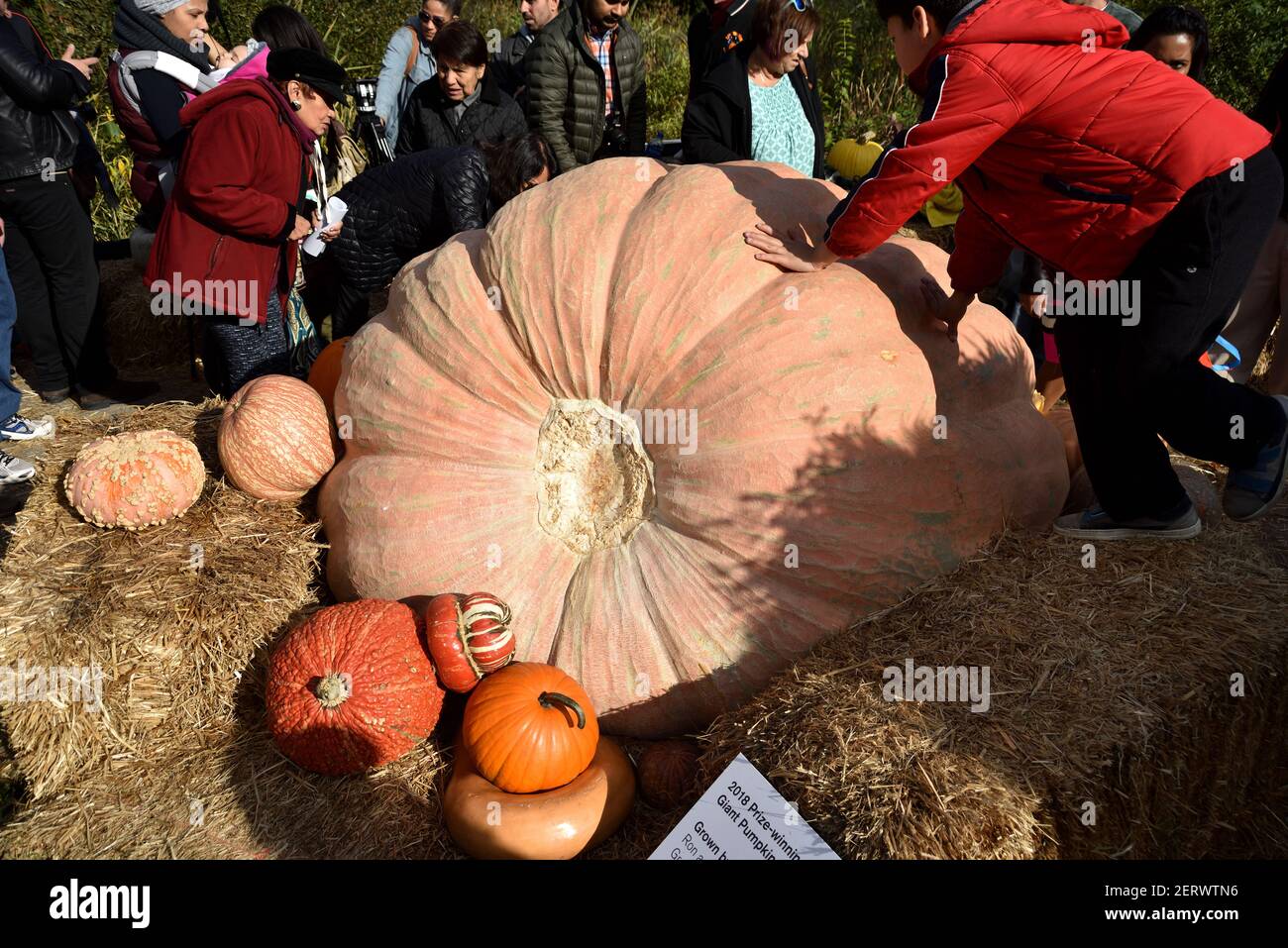 2,114 lb (959 kg) pumpkin grown by Ron and Dick Wallace of Greene, RI ...