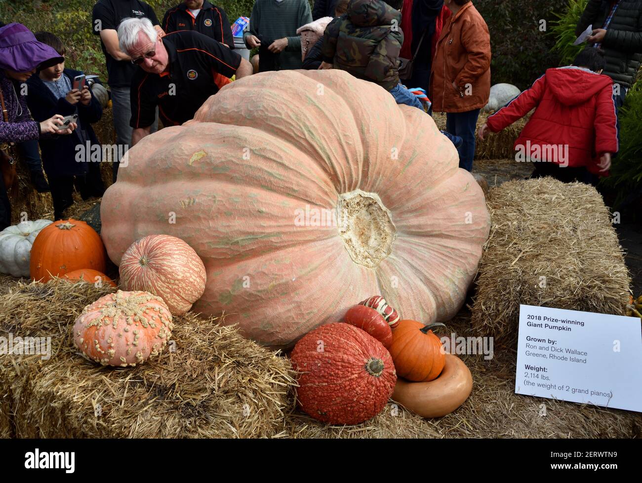 2,114 lb (959 kg) pumpkin grown by Ron and Dick Wallace of Greene, RI ...