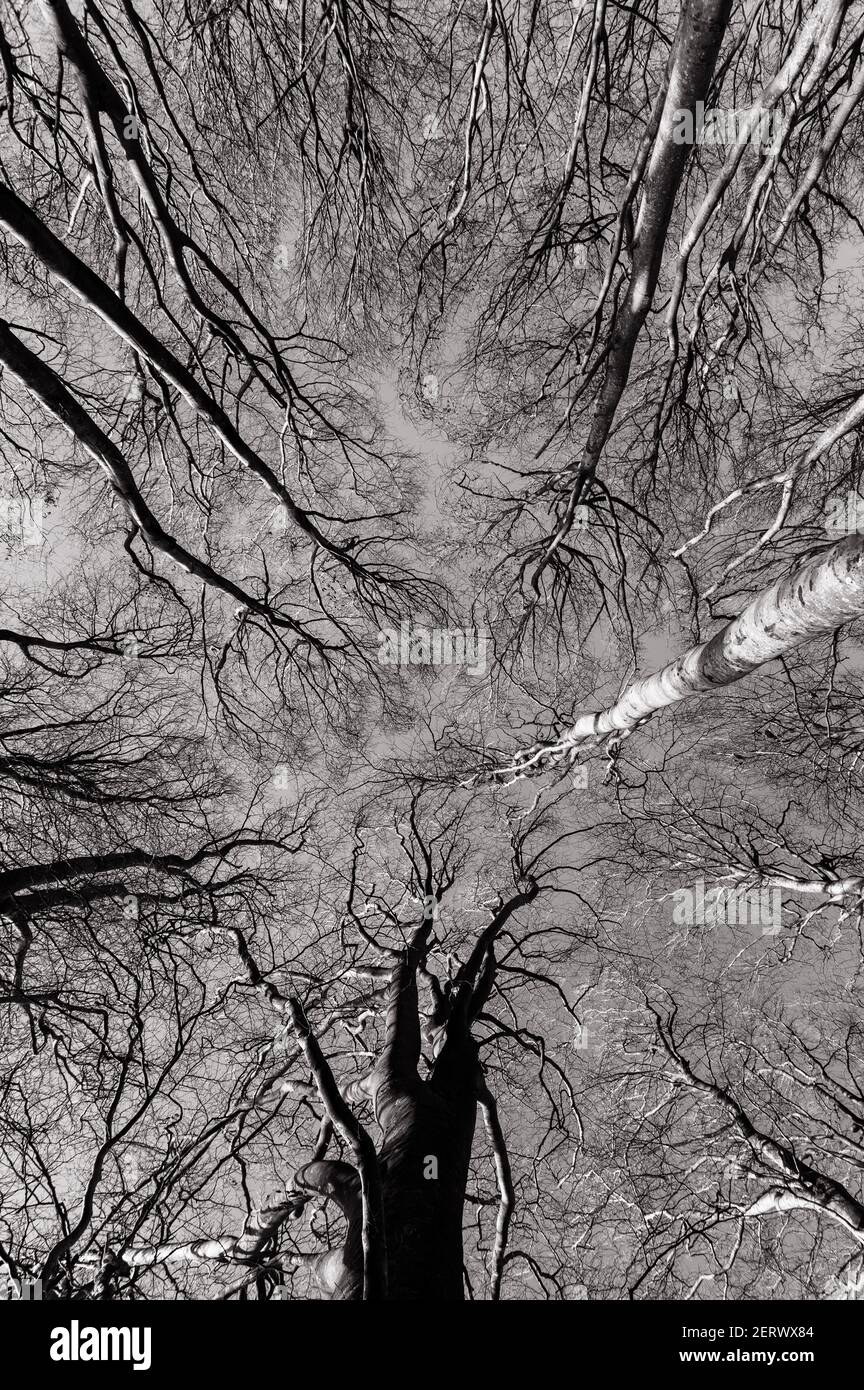 Entwined trees hi-res stock photography and images - Alamy