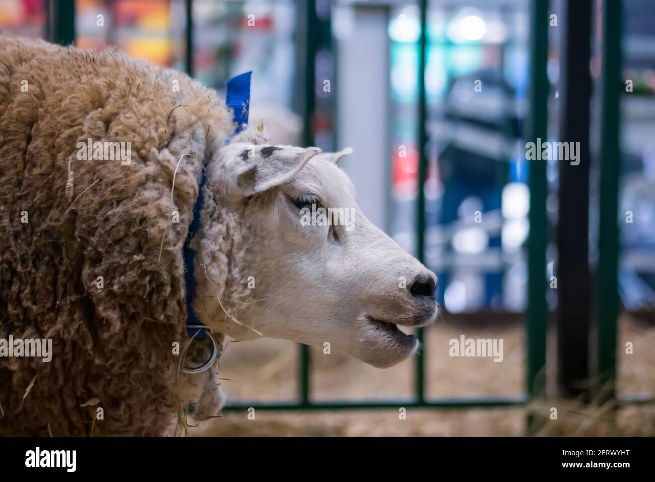 Portrait of funny cute texel sheep at animal exhibition, trade show ...