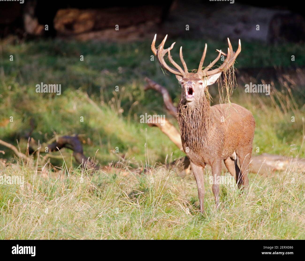 Breeding stags breeding mating hi-res stock photography and images - Alamy