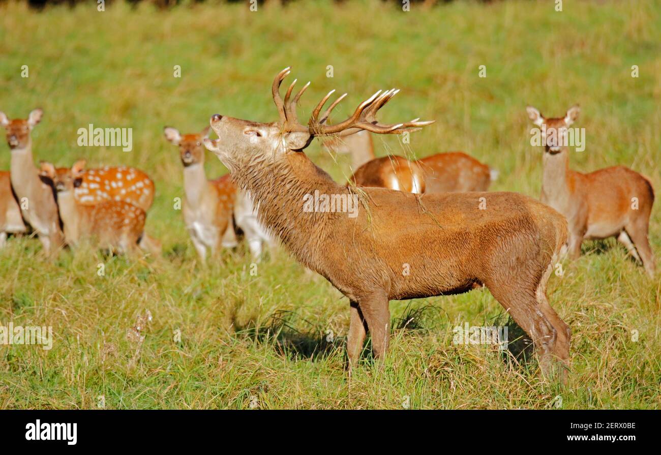Breeding stags breeding mating hi-res stock photography and images - Alamy