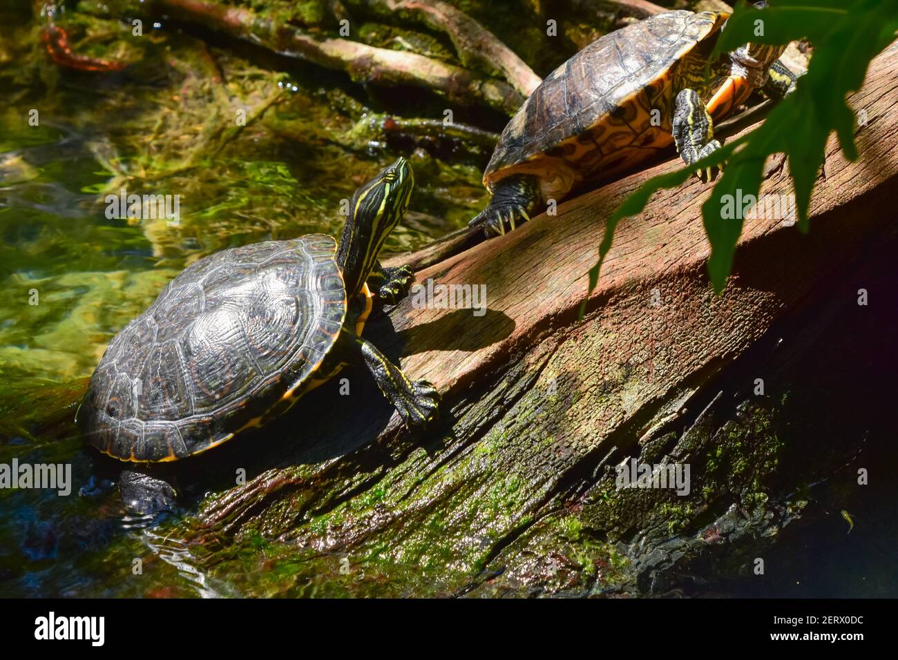 Tortoises in Gran Cenote at Tulum, Mexico, is a natural sinkhole with ...