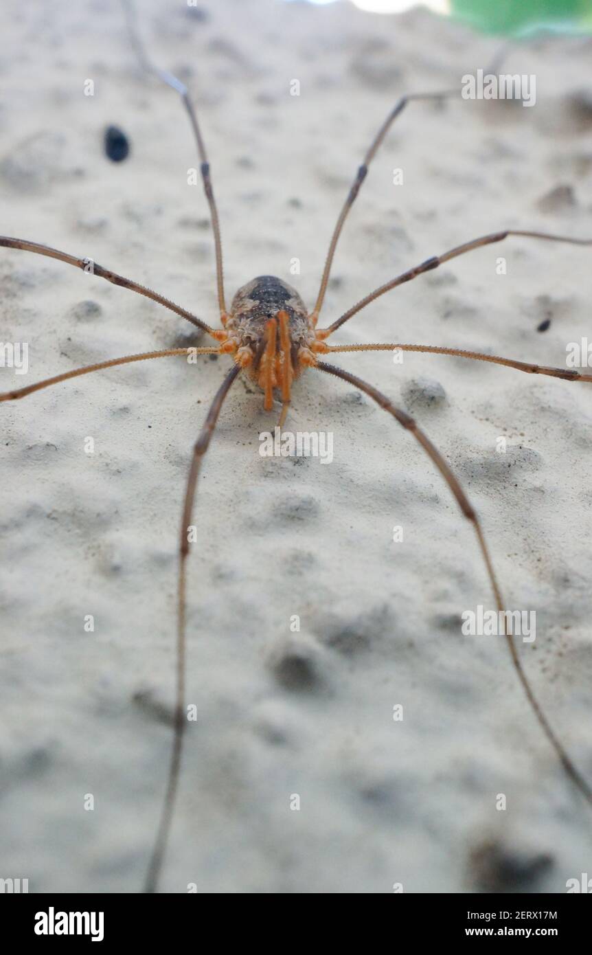 Spider long legs sitting hi-res stock photography and images - Alamy