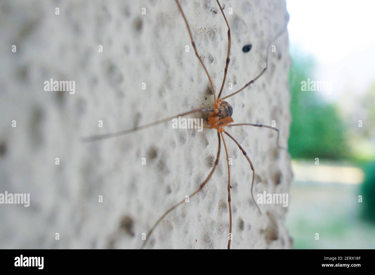 Spider long legs sitting hi-res stock photography and images - Alamy